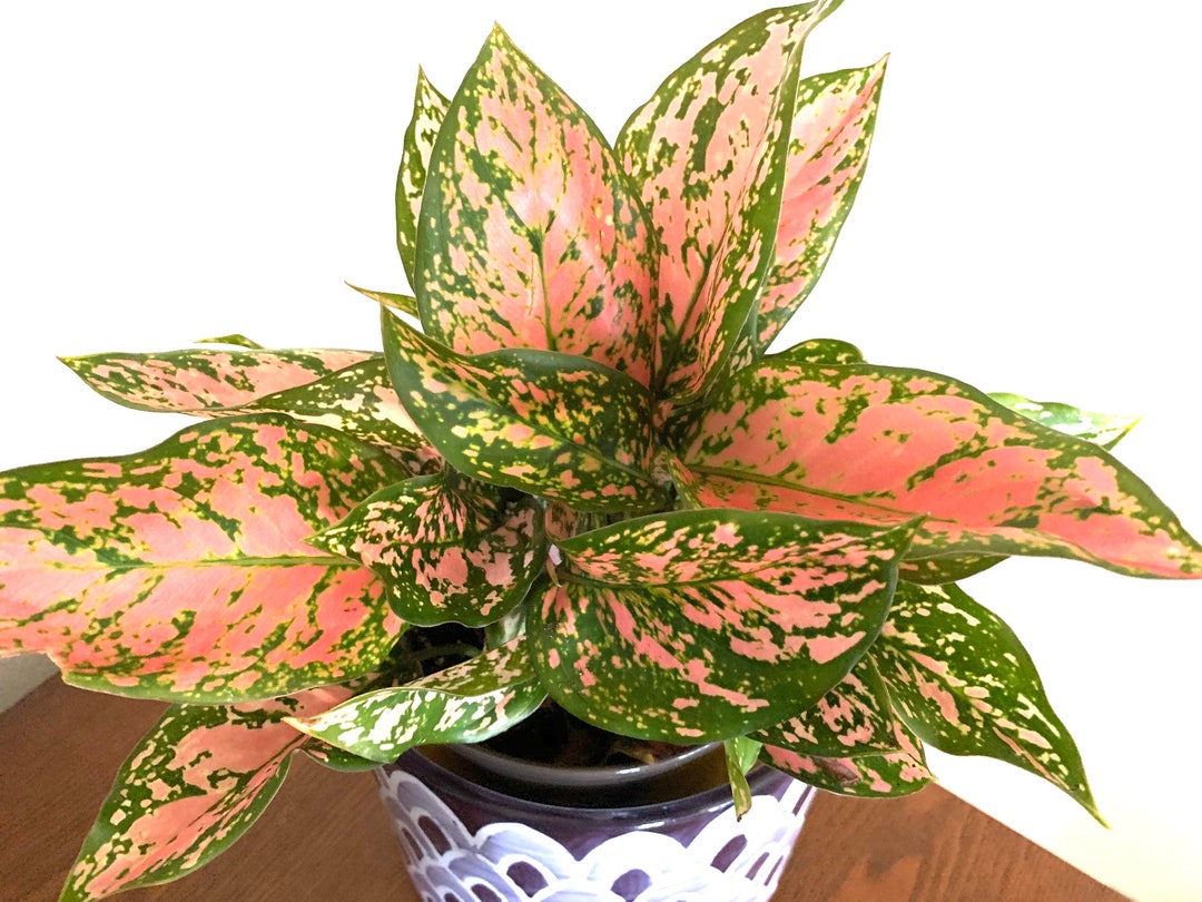 Aglaonema Pink Lady Valentine Chinese Evergreen Pink/green/red Splash ...