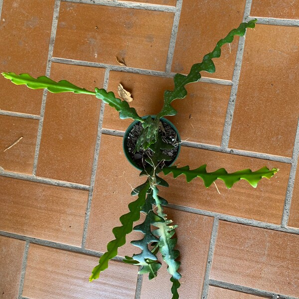 Ric Rac Cactus - Etsy