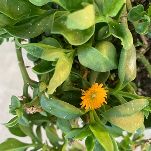 Livingstone Daisy Baby Sun Rose ‘mezzo Mezoo’ Yellow Ice Plant ...
