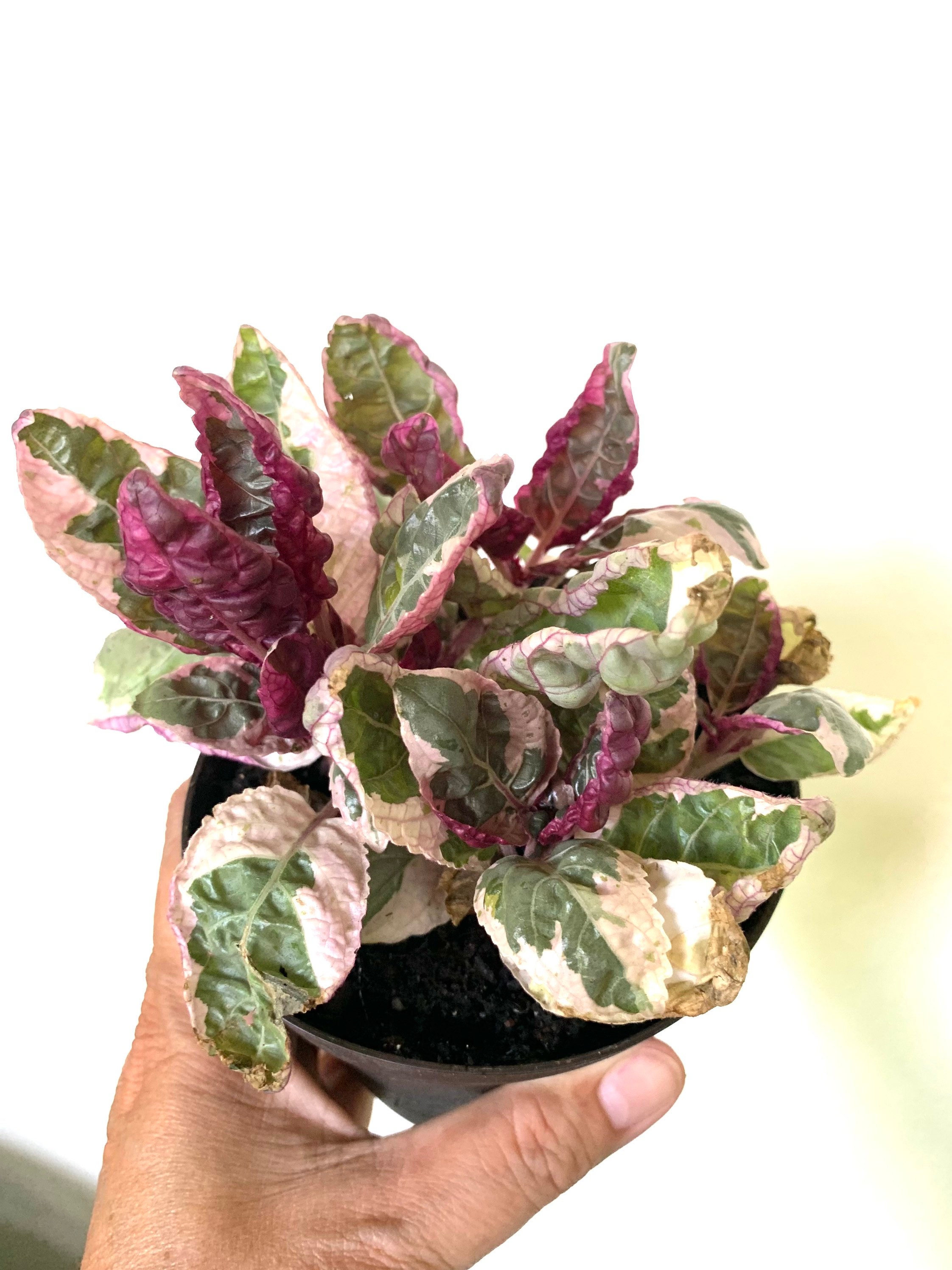 Variegated purple Snow White waffle plant hemigraphis | Etsy