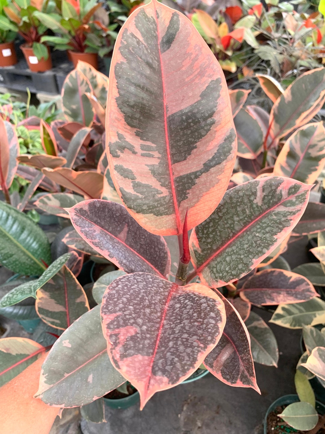 Variegated Rubber Plant (ficus Elastica Tineke Rubra Tricolor) – White ...