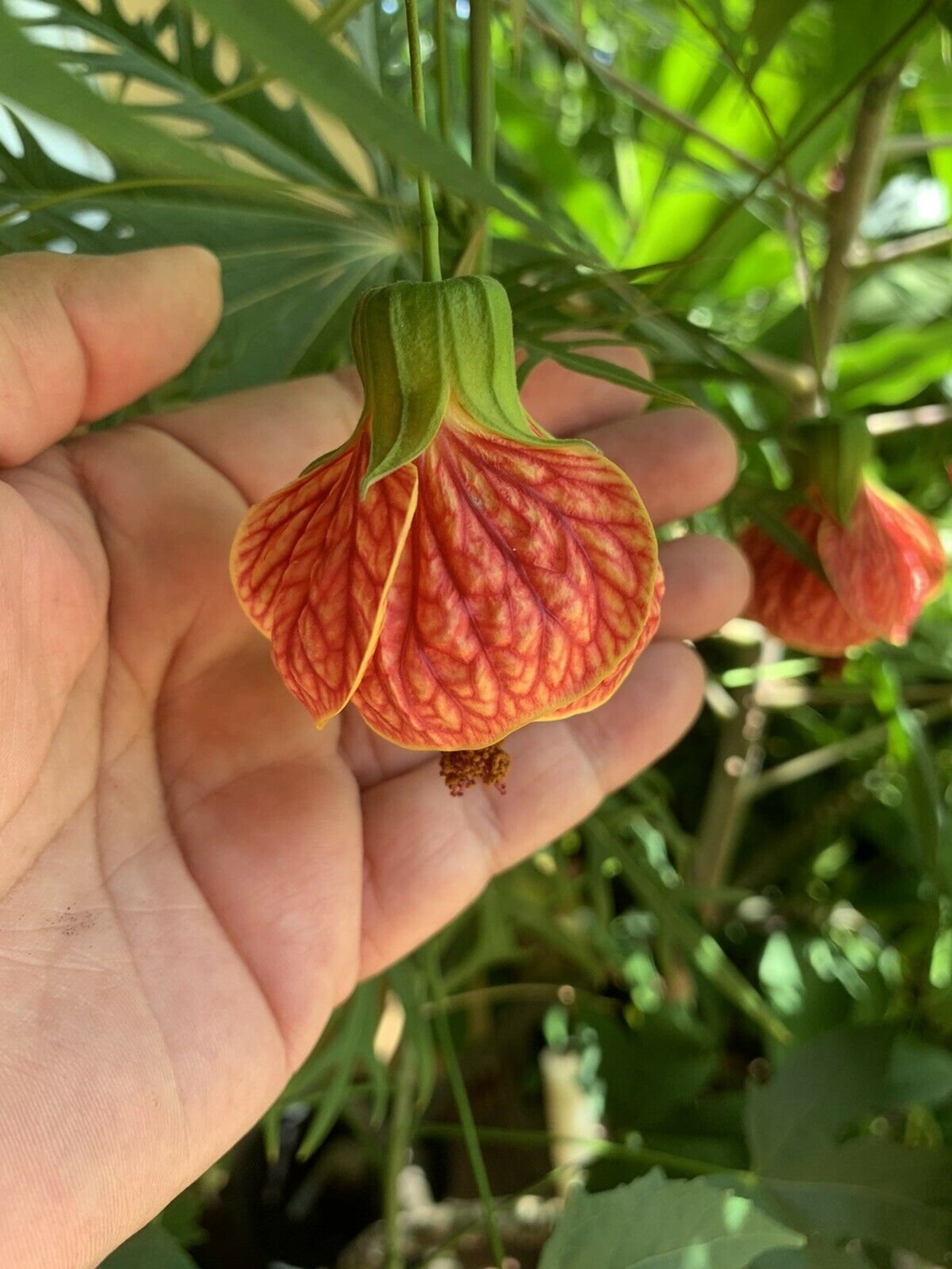 Chinese Lanternjapanese Lanterntiger Eye Abutilonflowering | Etsy