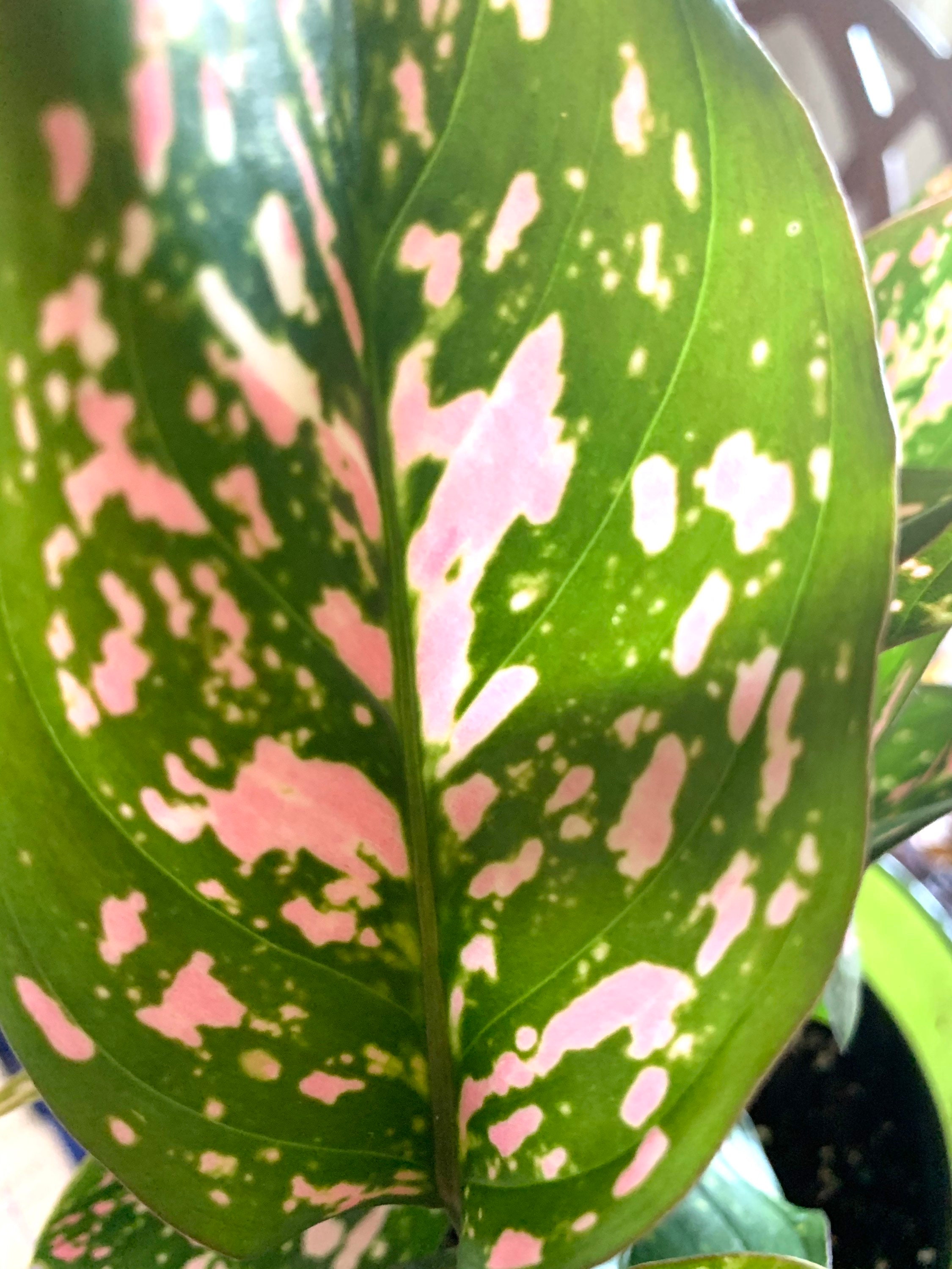 Aglaonema Pink Lady Valentine Chinese Evergreen Pink/green/red - Etsy