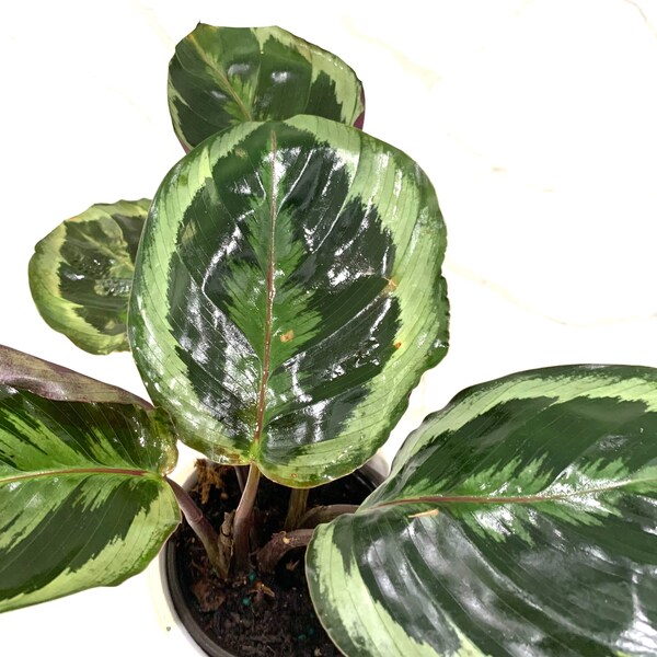 Calathea - Etsy