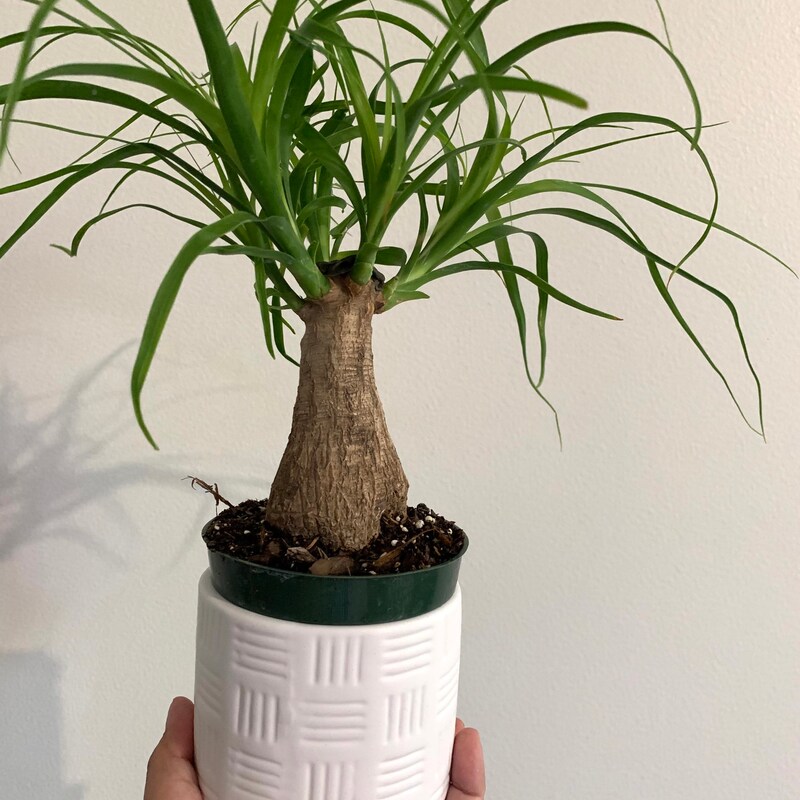 Elephant Foot Plant - Etsy