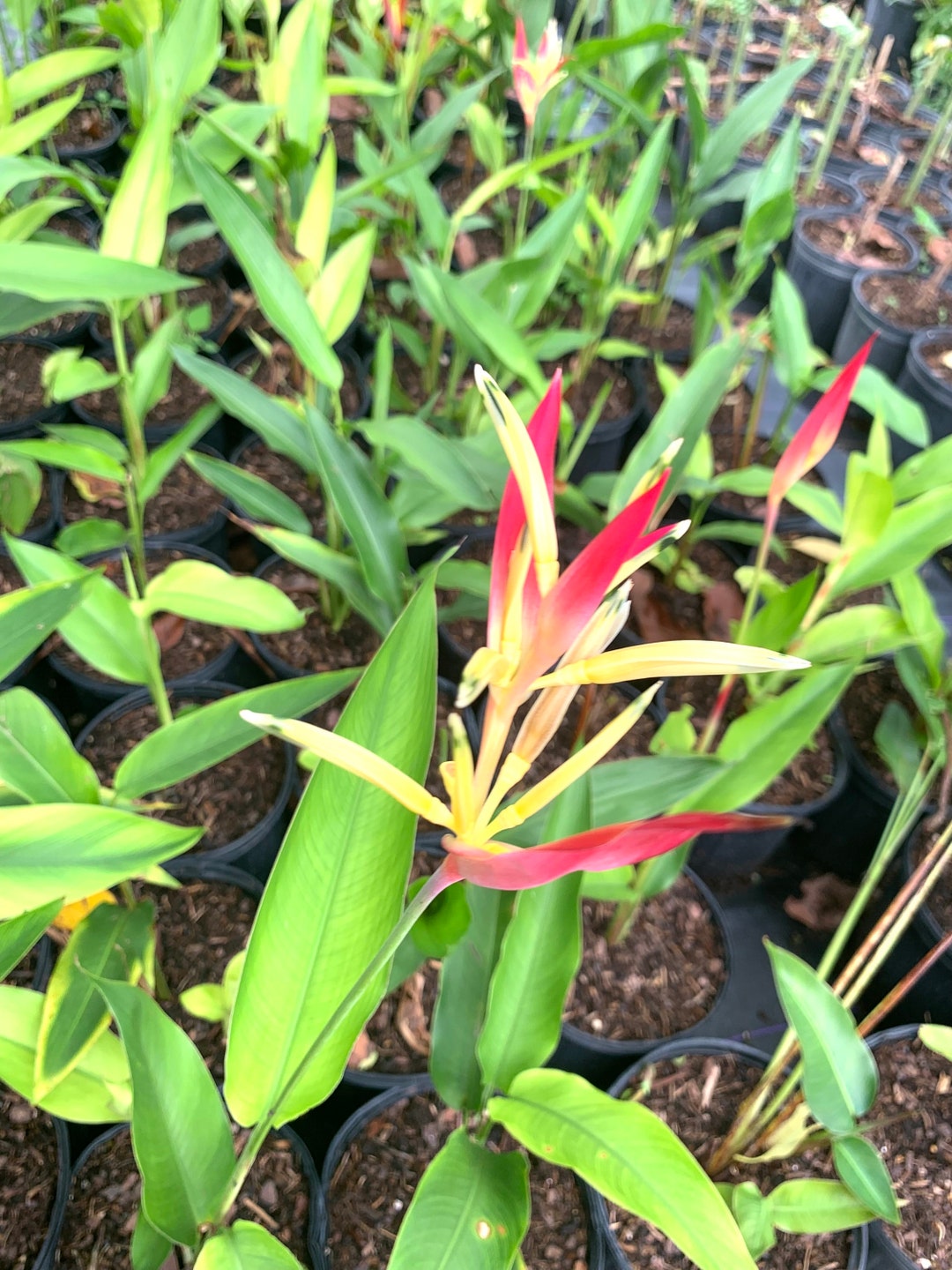 Dwarf Heliconia Lady Di Psittacorum Live Rhizome Plant | Tropical Bird ...
