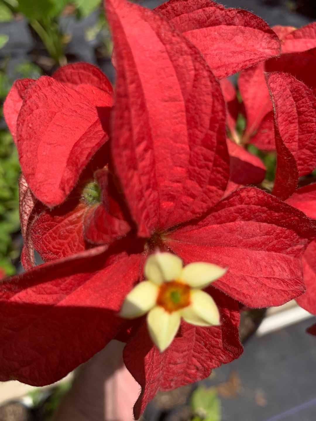 Mussaenda Ashanti Red Plant in 6” Pot - Etsy