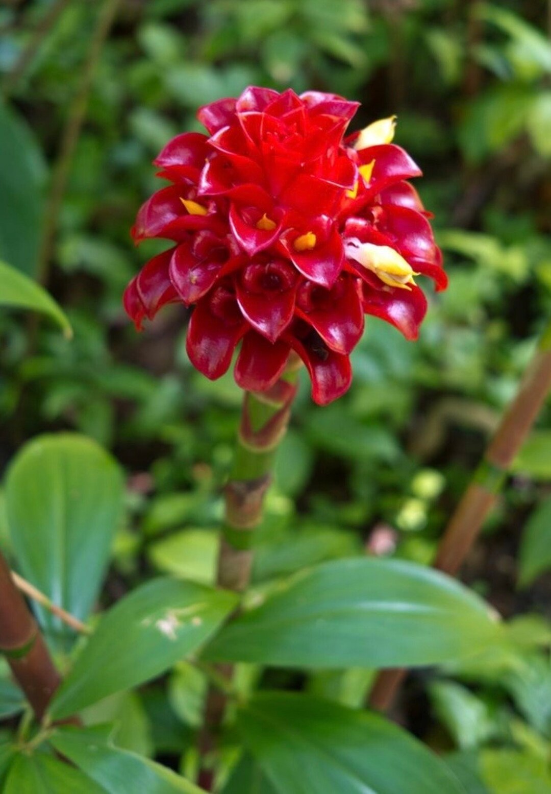 Costus Red Spiral Indonesian Wax Ginger Live Starter Tropical Rhizome ...