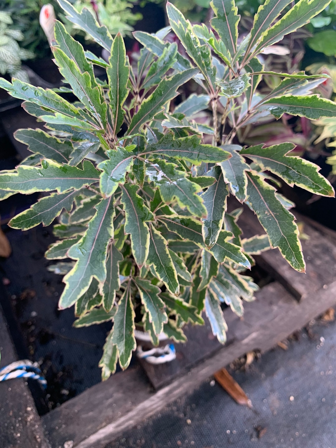 Gold Crest Golden False Aralia Variegated / Plerandra Elegantissima in ...