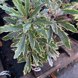Gold Crest Golden False Aralia Variegated Plant in 4 Pot - Etsy