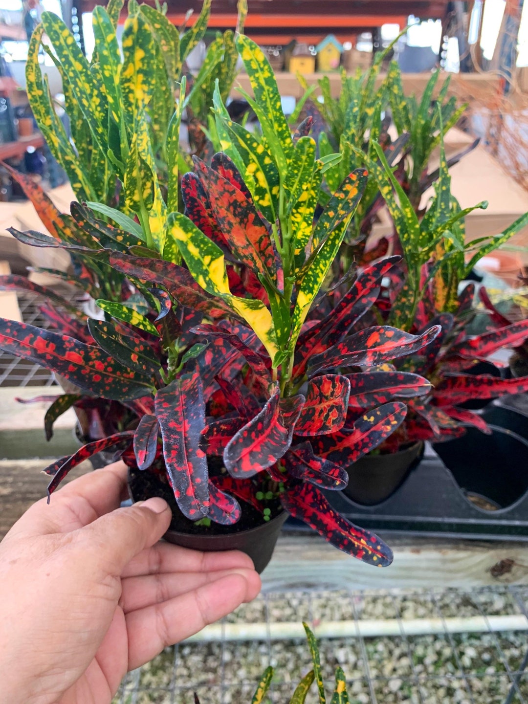 Croton Plant Live Bush on Fire in 4 Pot - Etsy