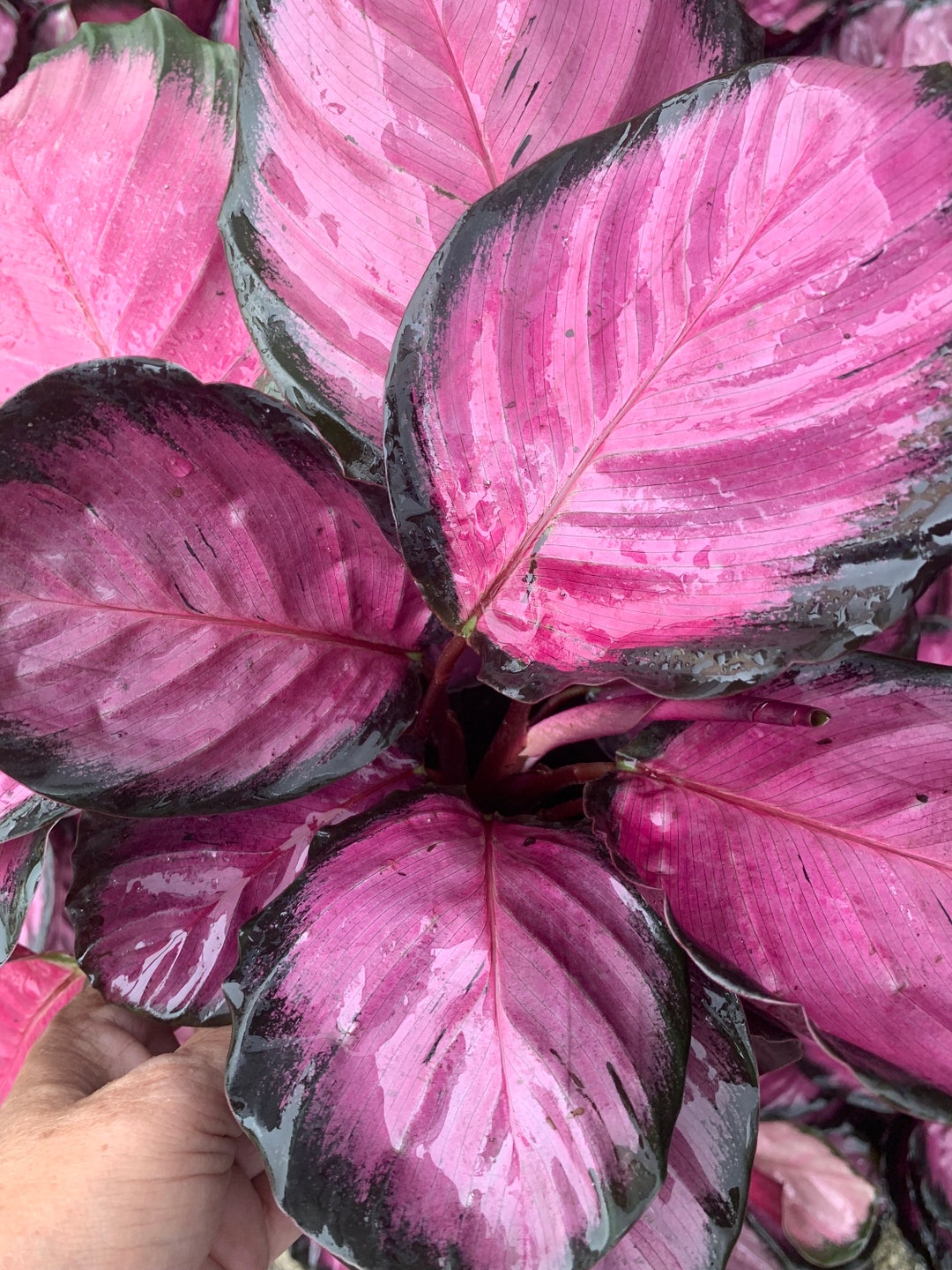 Calathea Picturata Crimson Roseopicta Rosy / Purple Hot Pink Plant in ...
