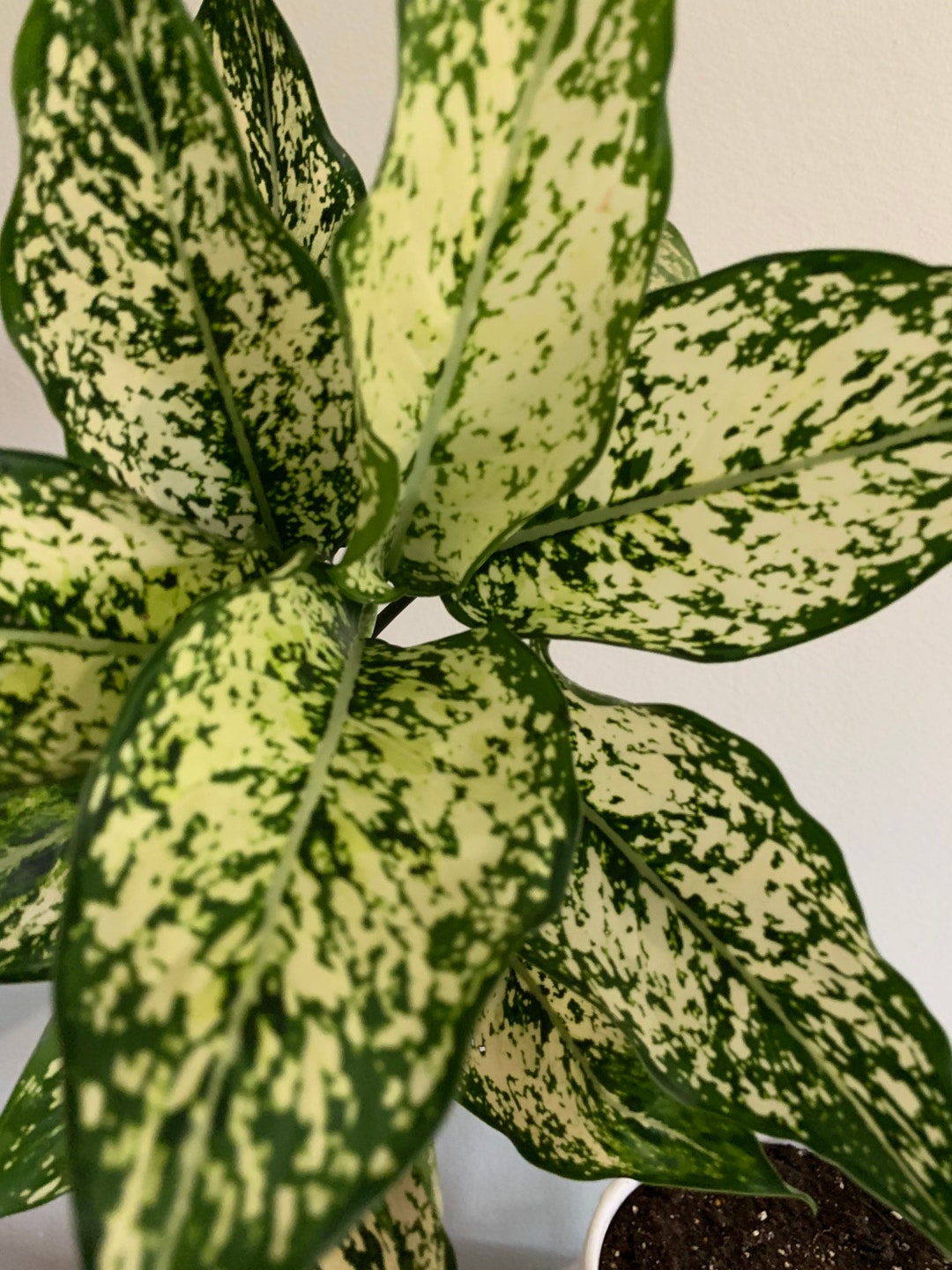 Aglaonema Spring Snow Plant - Etsy