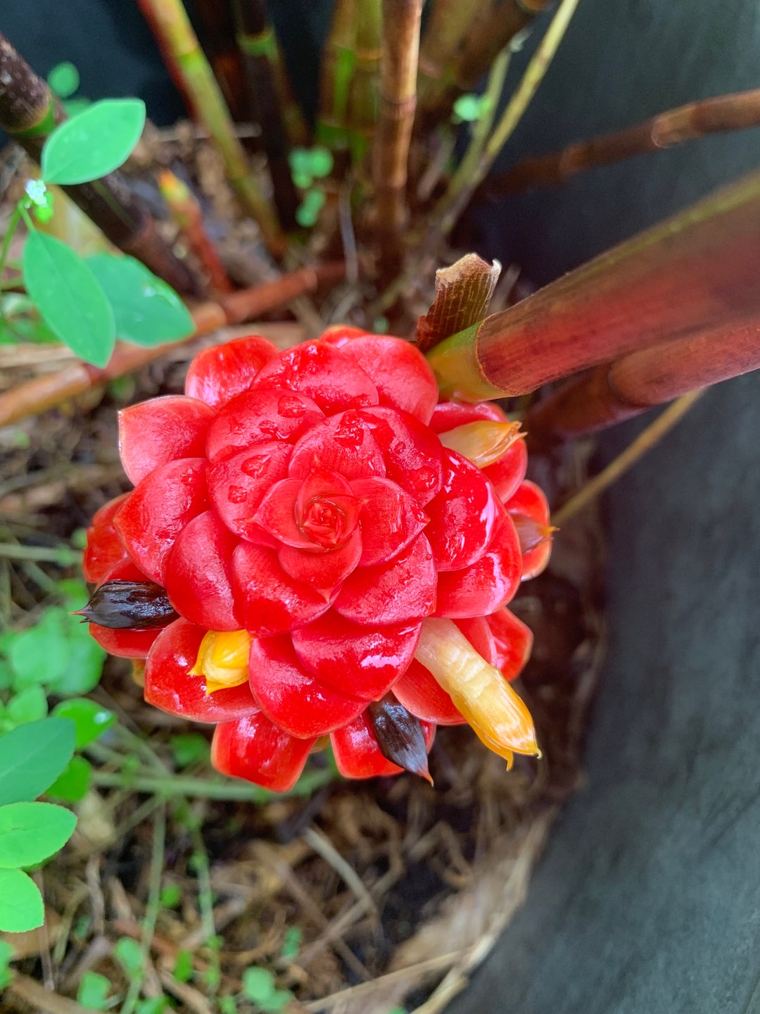 Costus Red Spiral Indonesian Wax Ginger Live Starter Tropical Rhizome ...