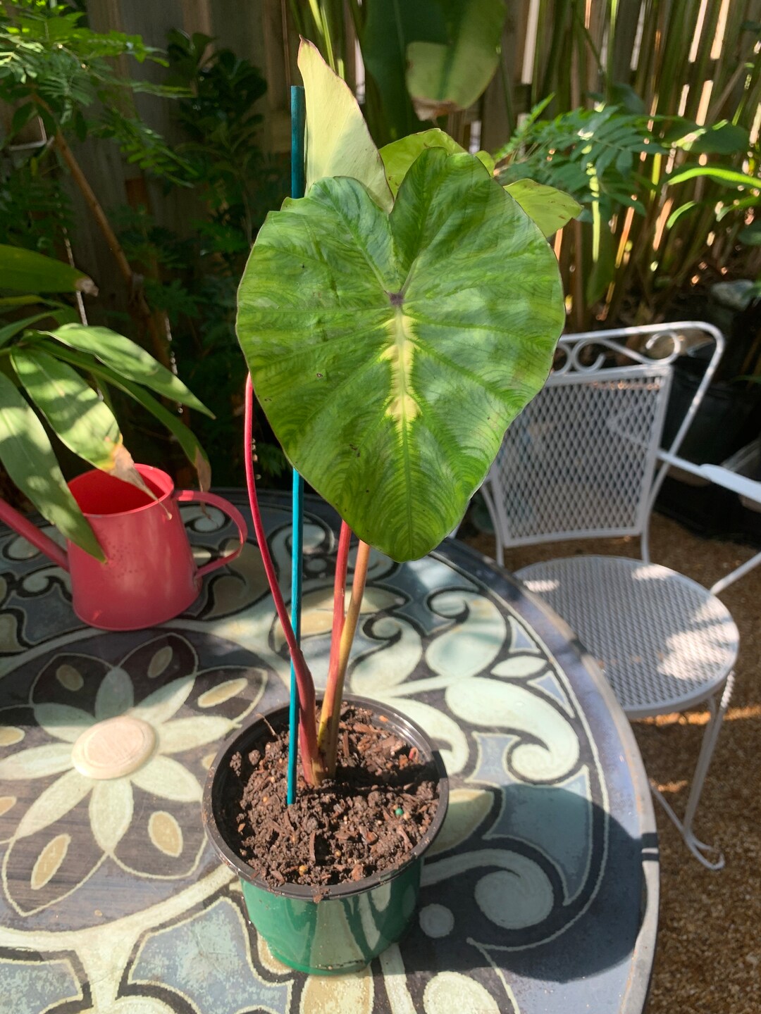 Colocasia Royal Hawaiian Waikiki Esculenta Elephant Ear Giant-young ...