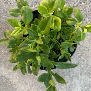 Baby Sun Rose “mezoo Mezzo” Ice Plant (mesembryanthemum Crystallinum ...