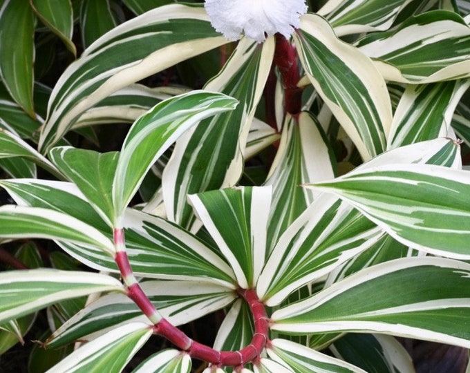 Costus Arabicis Variegated Spiral Wax Ginger Live Starter Tropical ...
