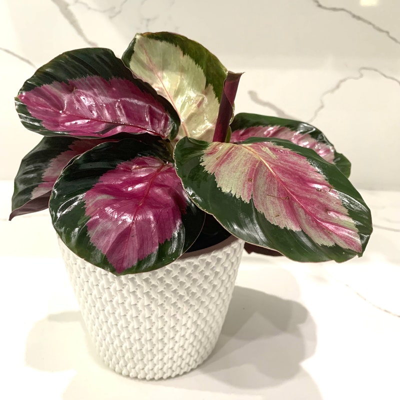 Calathea - Etsy