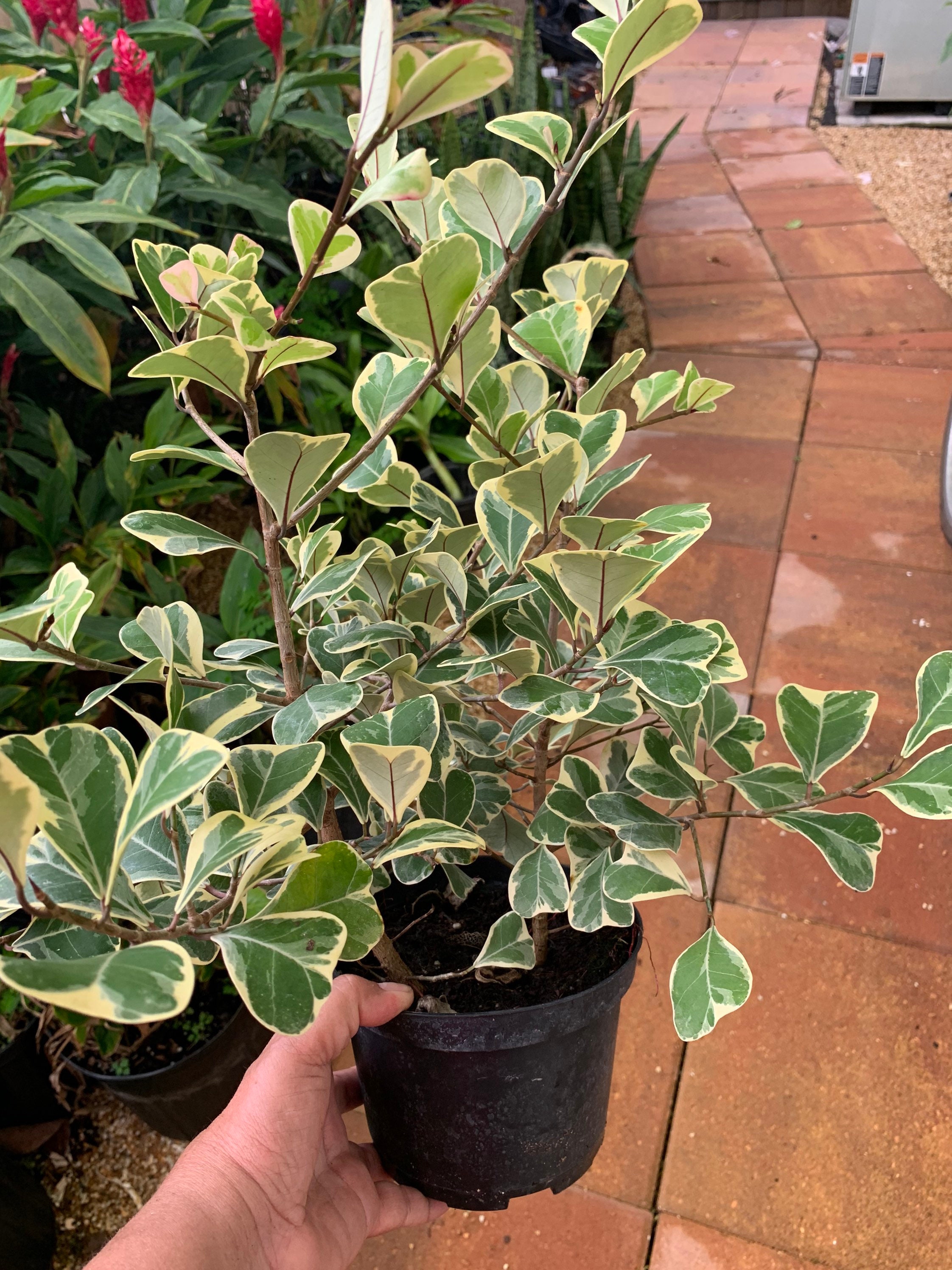 Ficus Variegated Variegata 6 pot dwarf Triangularis fig plant | Etsy