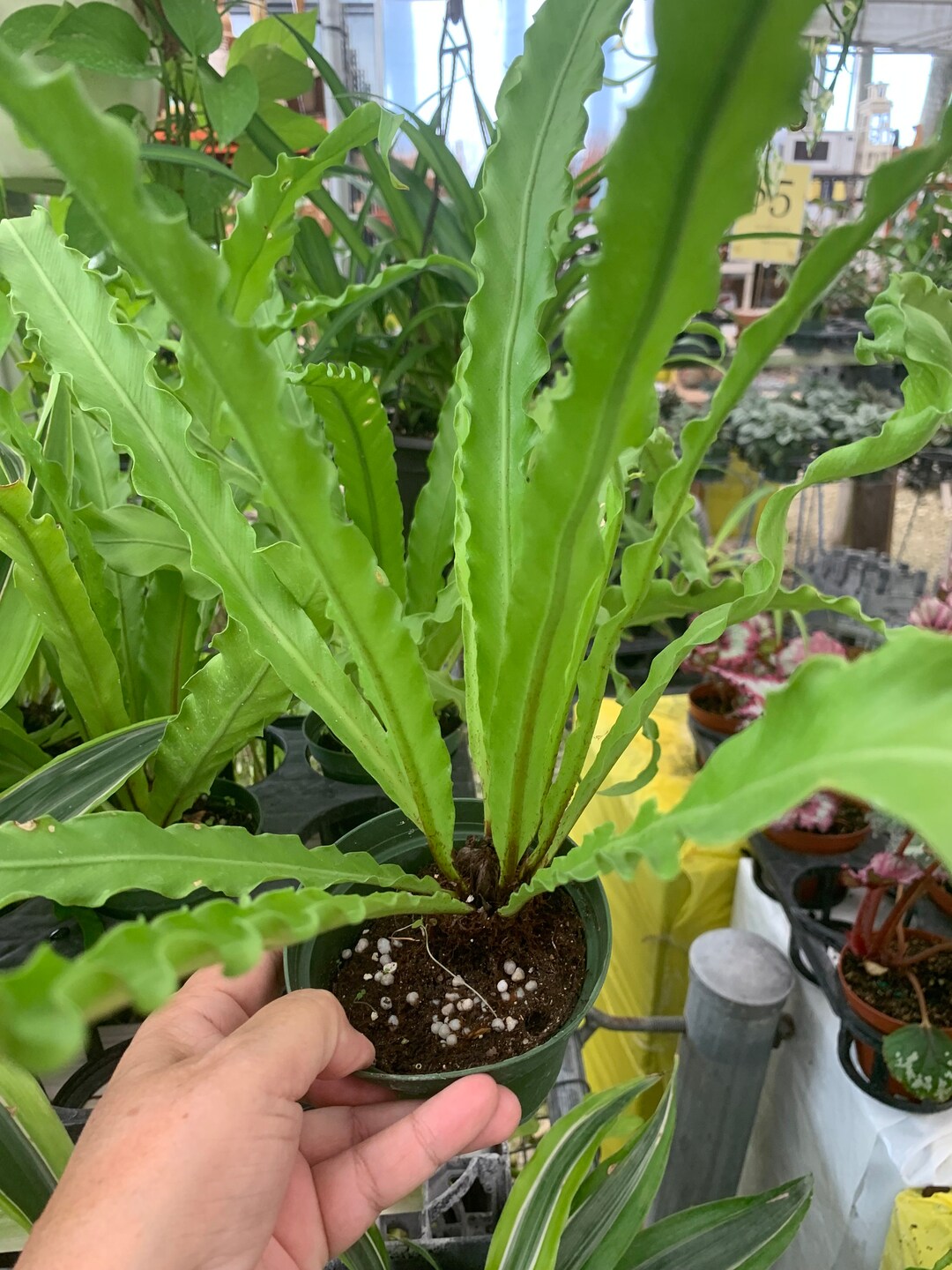 Birds Nest Victoria Fern Plant Asplenium Antiquum Plant in 6 Pot - Etsy