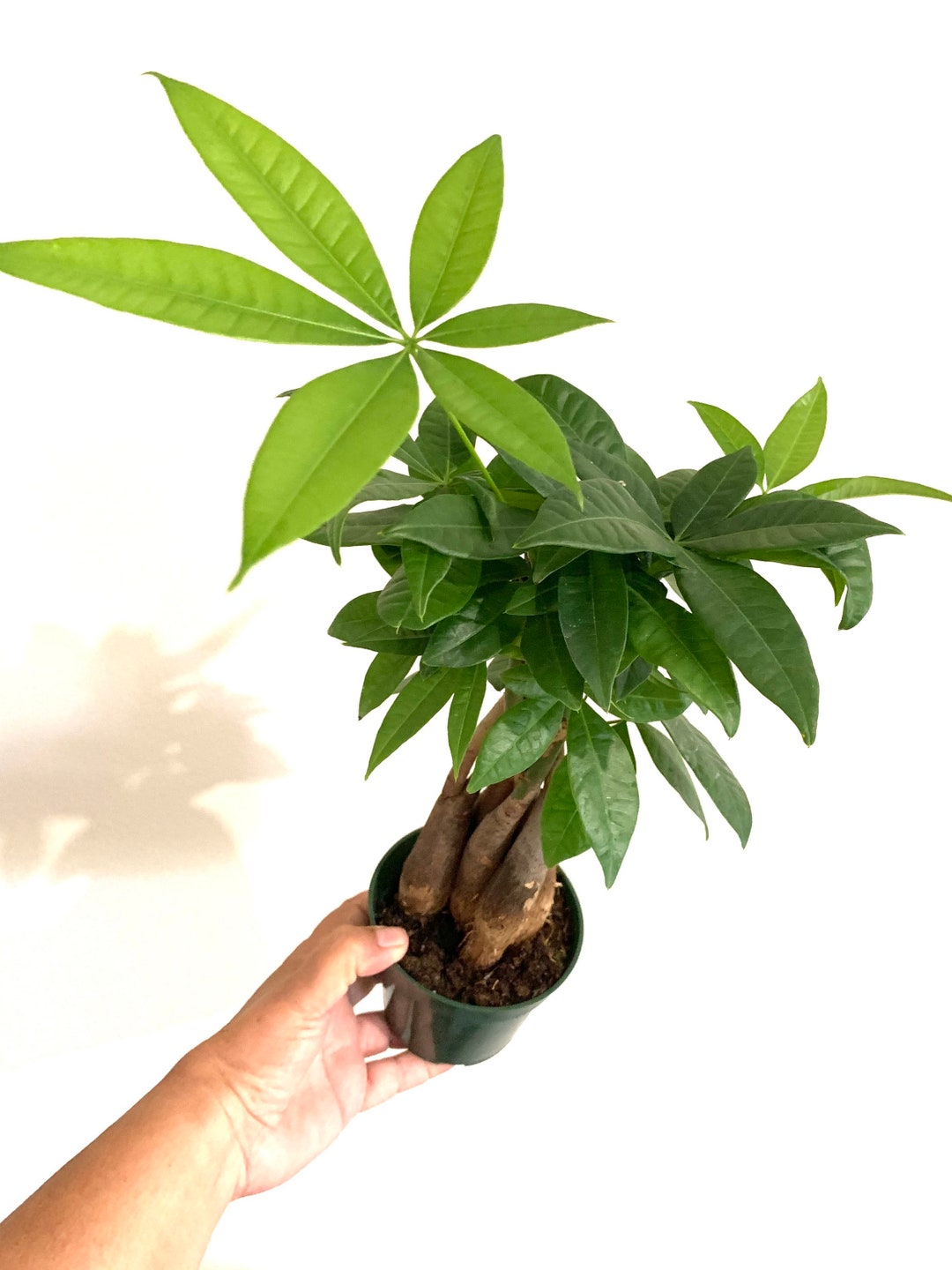 Rare Braided Money Tree Pachira Aquatica in a 4 Pot - Etsy