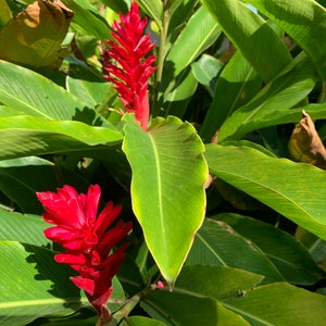 Hawaiian Red Ginger (alpinia Purpurata) | Live Rhizome With Stalk ...