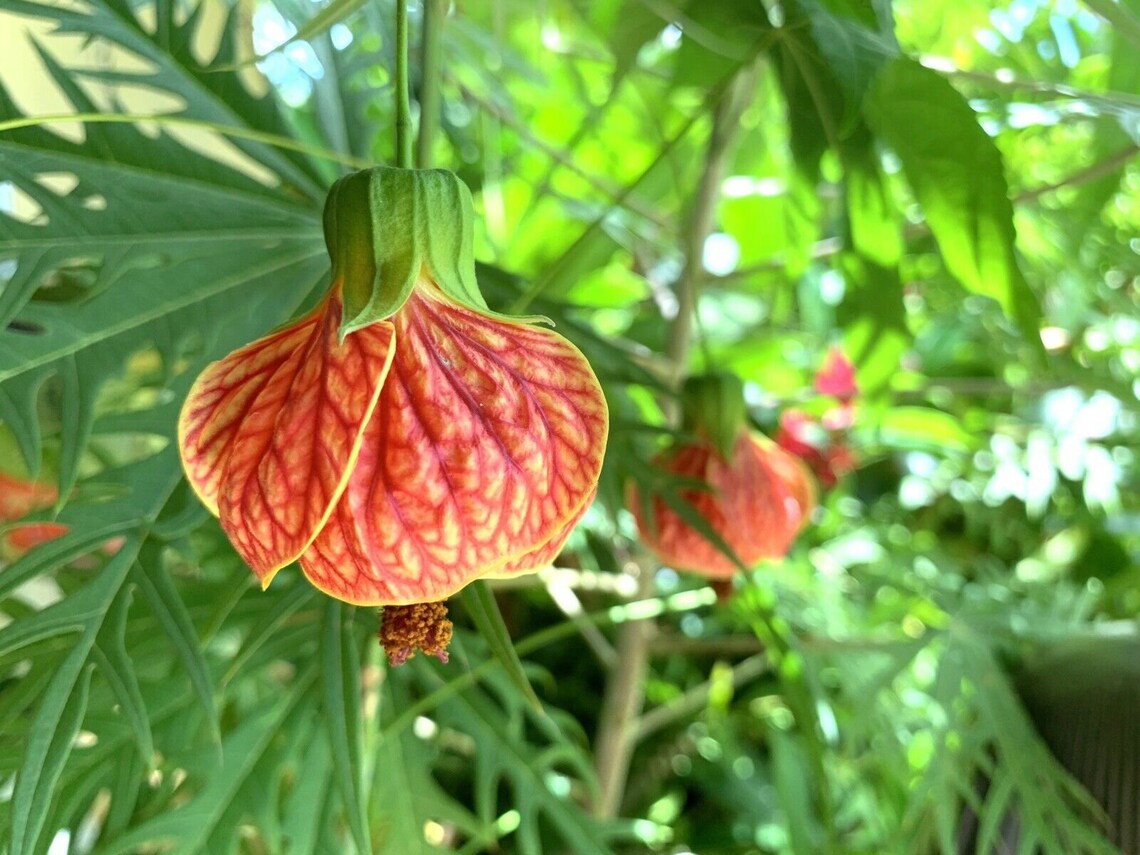 Chinese Lanternjapanese Lanterntiger Eye Abutilonflowering | Etsy