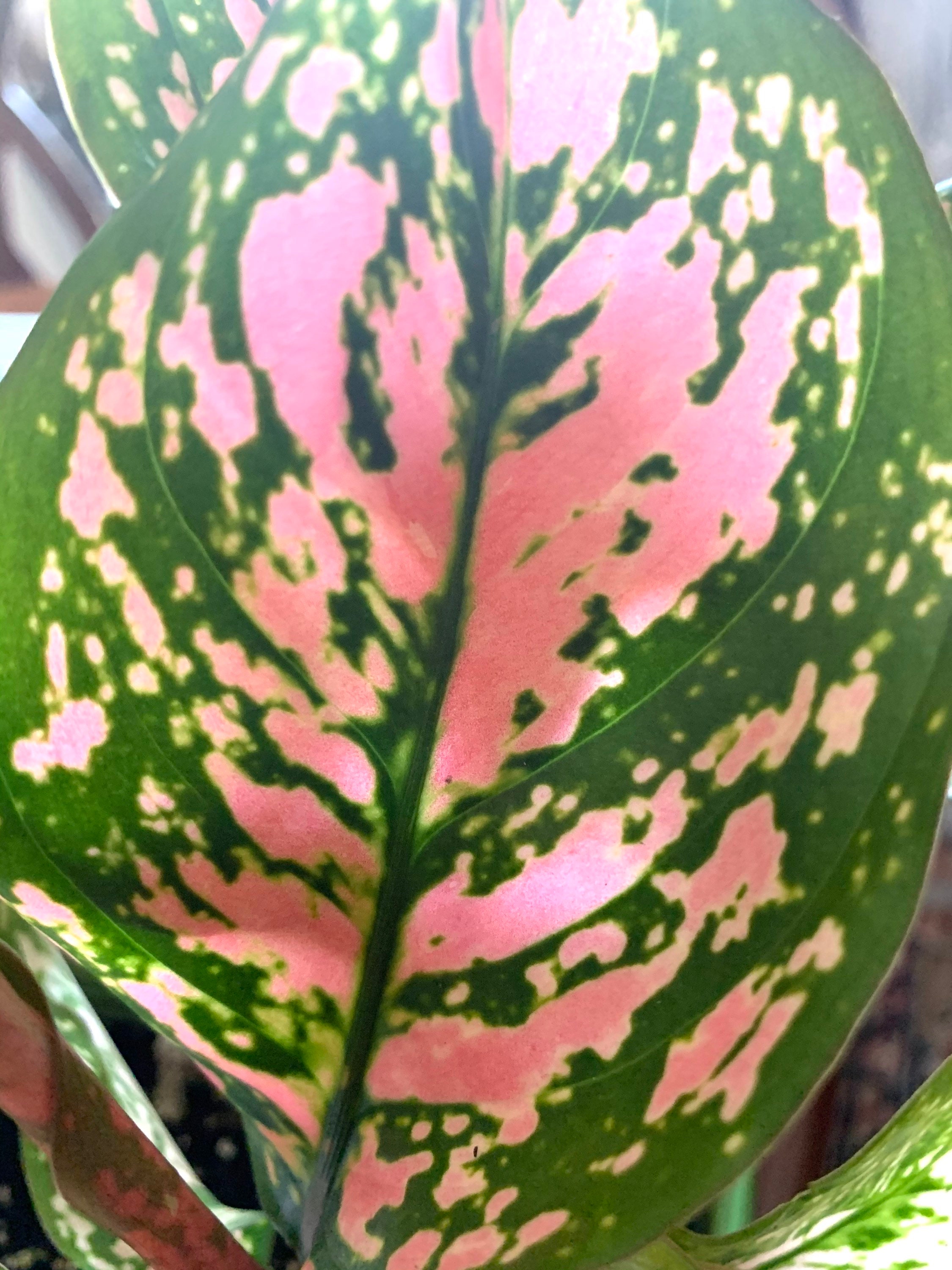 Aglaonema Pink Lady Valentine Chinese Evergreen Pink/green/red - Etsy