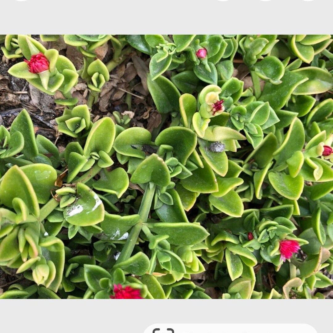 Baby Sun Rose Mezoo Mezzo Ice Plant - Mesembryanthemum Crystallinum Red ...