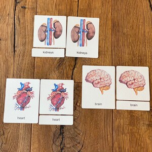 HUMAN BODY Montessori 3 Part Cards 24 Editable Cards Multilingual ...