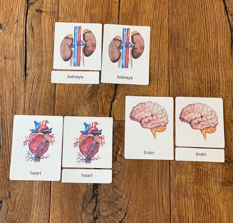HUMAN BODY Montessori 3 Part Cards 24 Editable Cards - Etsy
