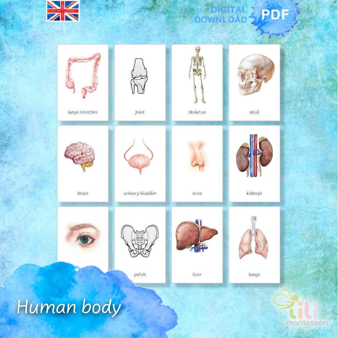 HUMAN BODY Montessori 3 Part Cards 24 Editable Cards Multilingual ...