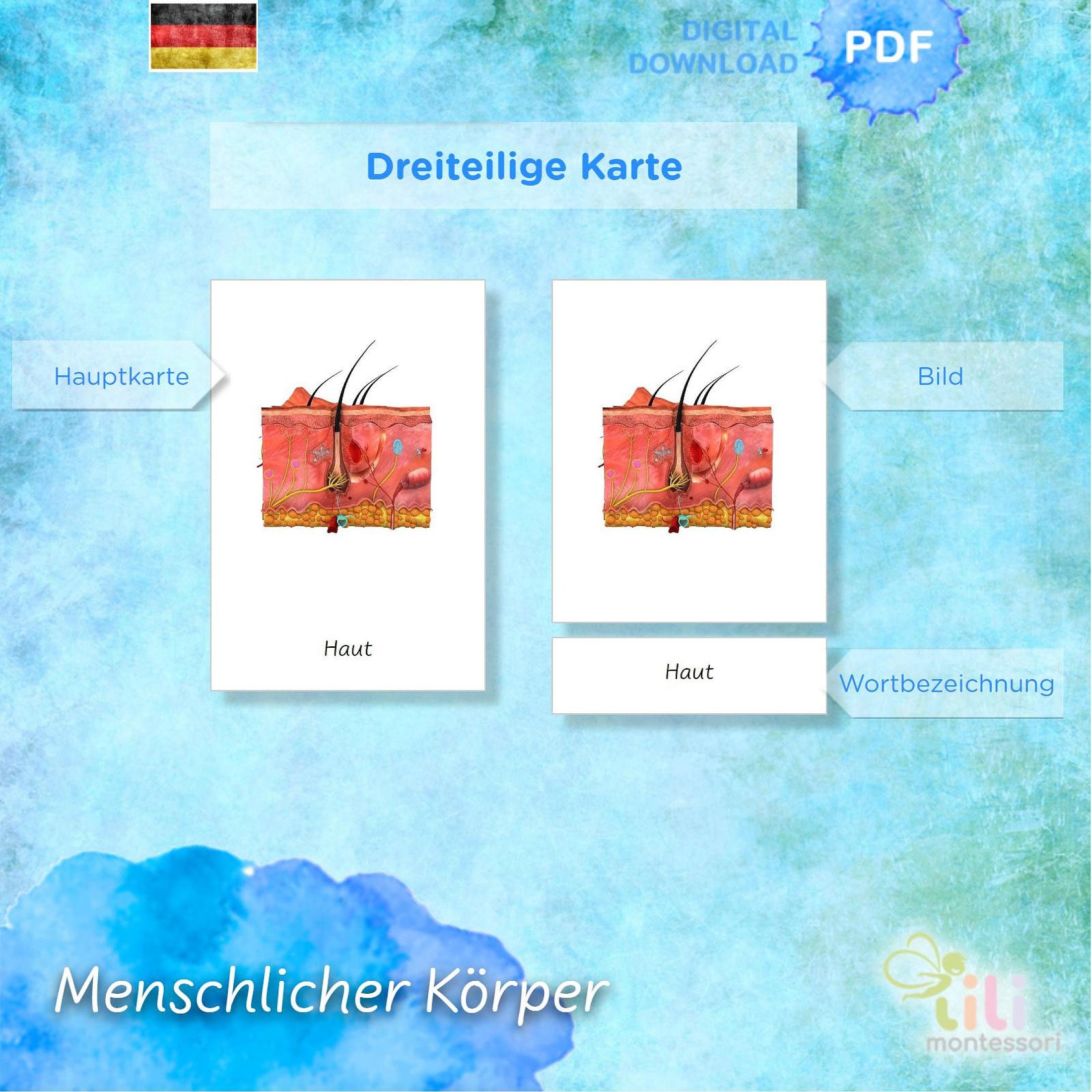 HUMAN BODY Montessori 3 Part Cards 24 Editable Cards - Etsy