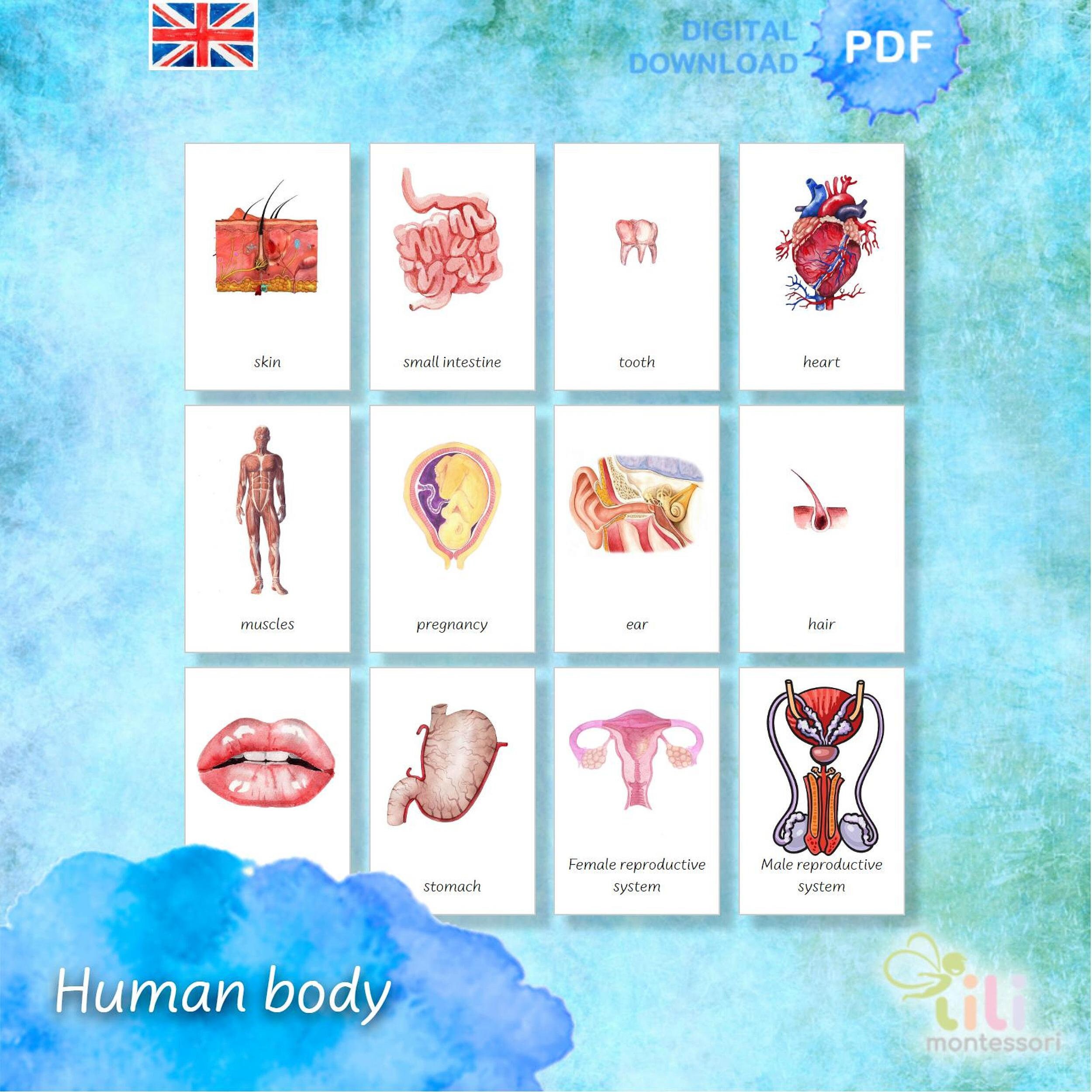 HUMAN BODY Montessori 3 Part Cards 24 Editable Cards - Etsy