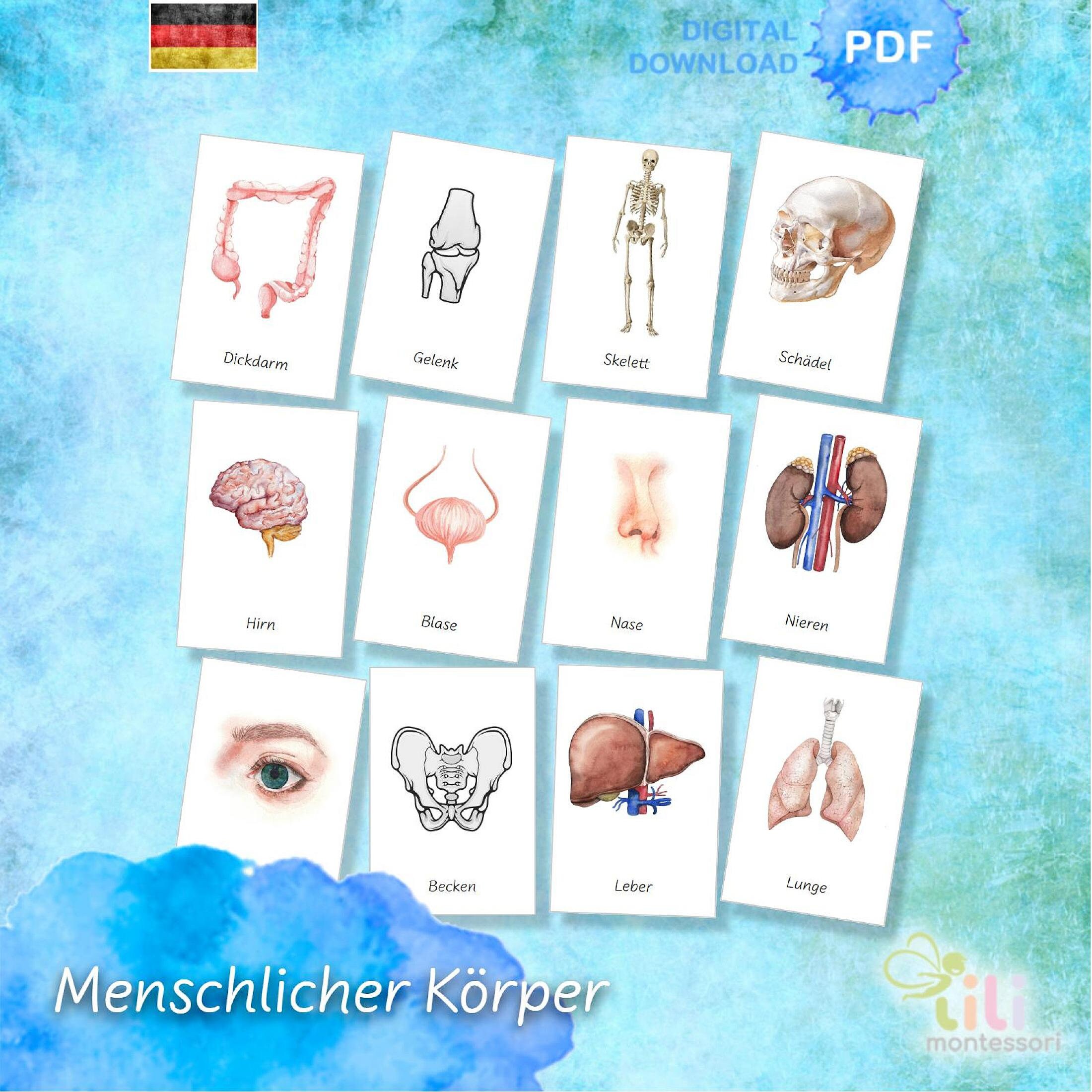 HUMAN BODY Montessori 3 Part Cards 24 Editable Cards - Etsy