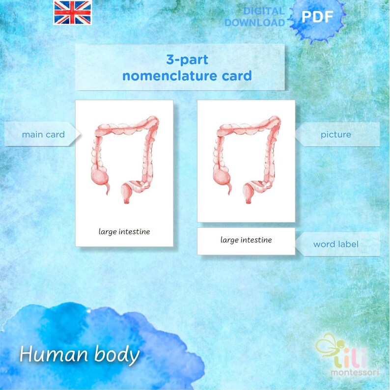 HUMAN BODY Montessori 3 Part Cards 24 Editable Cards - Etsy