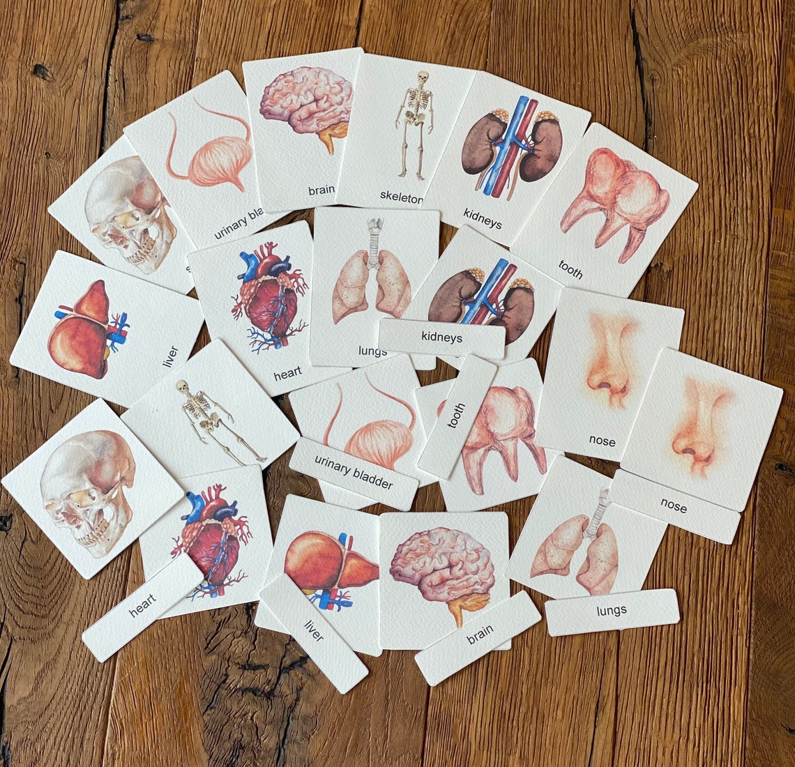 HUMAN BODY Montessori 3 Part Cards 24 Editable Cards - Etsy