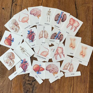 HUMAN BODY Montessori 3 Part Cards 24 Editable Cards Multilingual ...