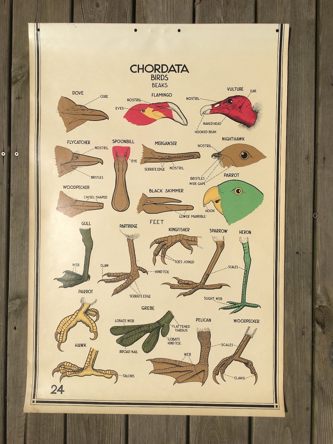 Bird Beaks and Feet - Vintage School Science Chart or Poster - Etsy
