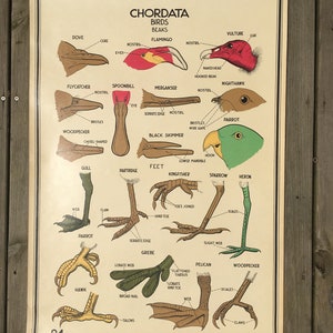 Bird Beaks and Feet - Vintage School Science Chart or Poster - Etsy