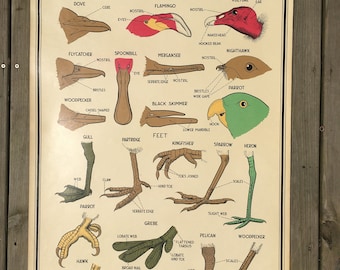 Bird Beak Poster - Etsy