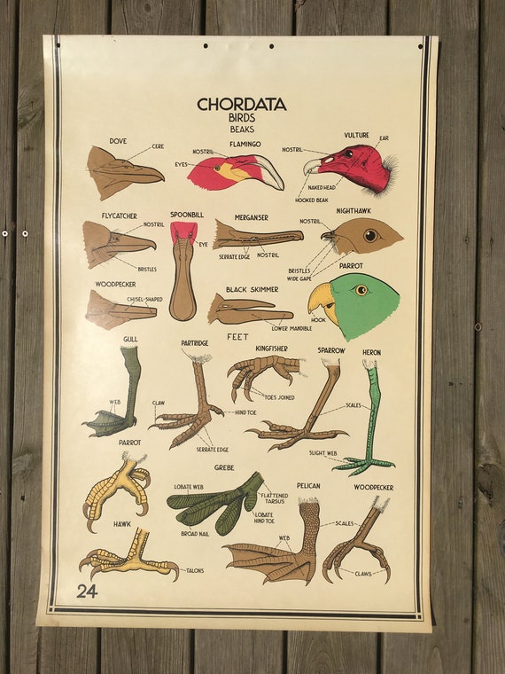 Bird Beaks and Feet Vintage School Science Chart or Poster | Etsy