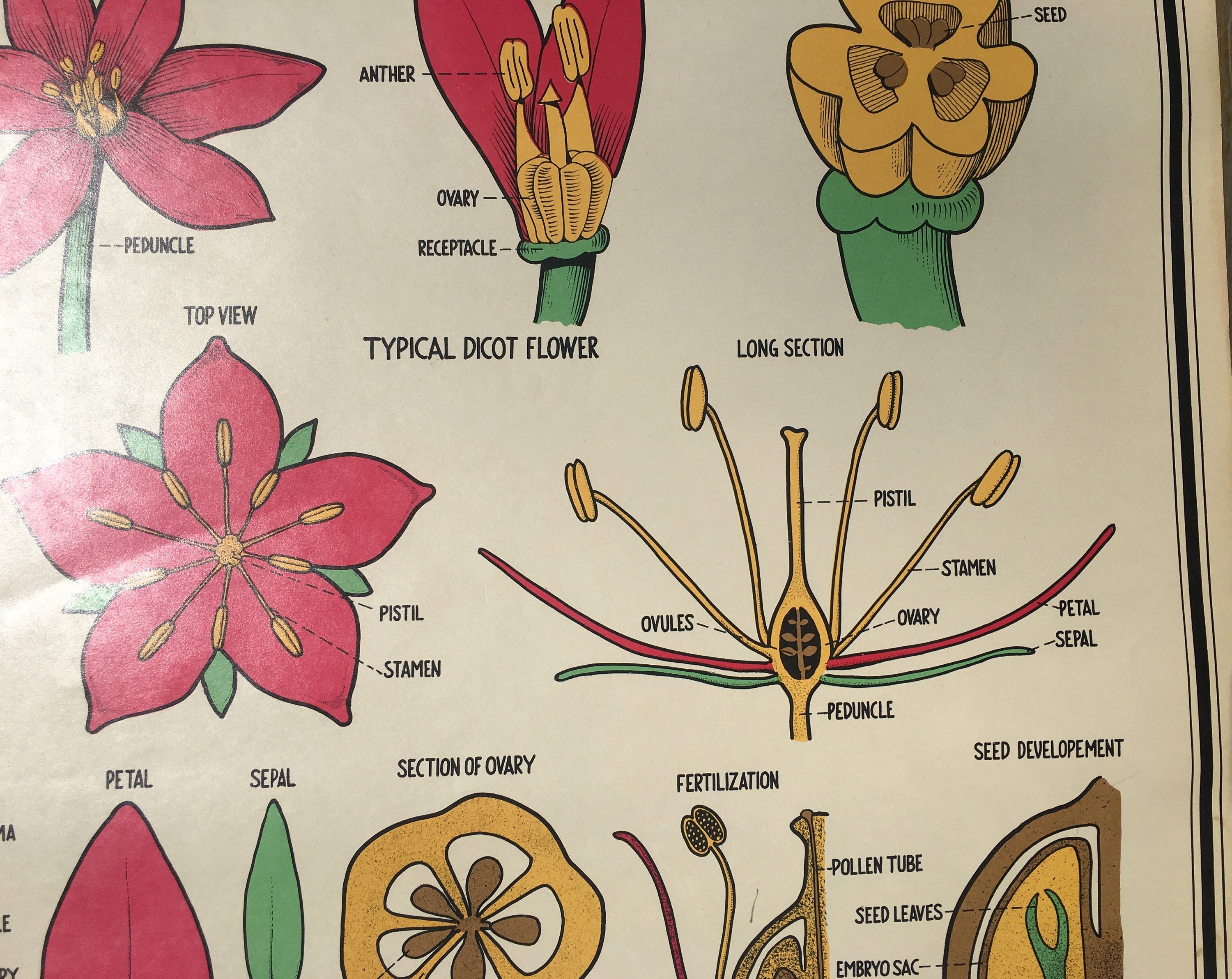 Flowers Vintage School Science Chart or Poster | Etsy