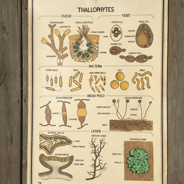 Plant Cells Poster - Etsy