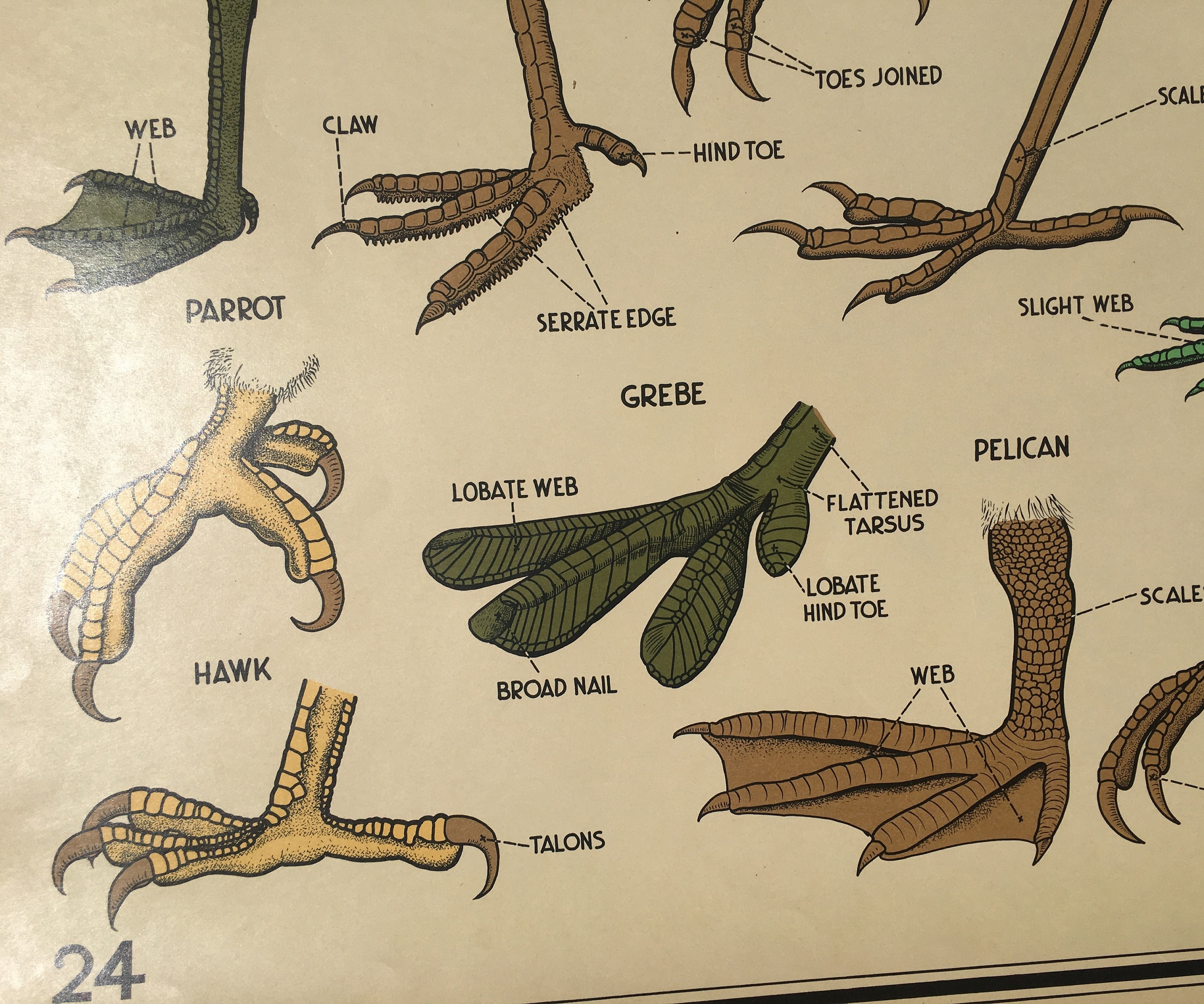Bird Beaks and Feet - Vintage School Science Chart or Poster - Etsy