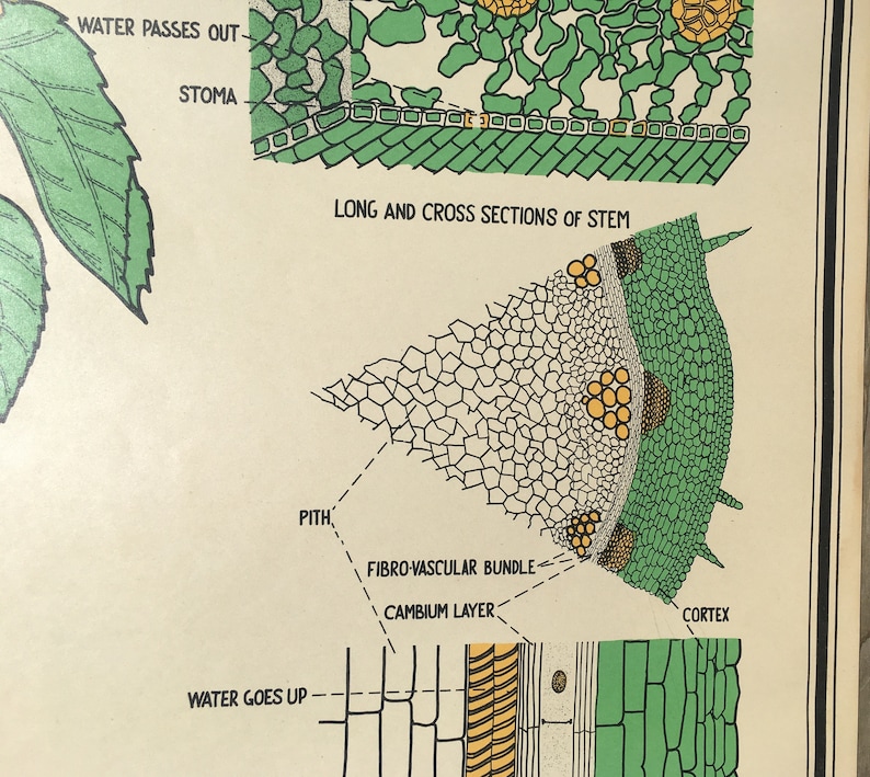 Plant Nutrient Movement Vintage School Science Chart or - Etsy
