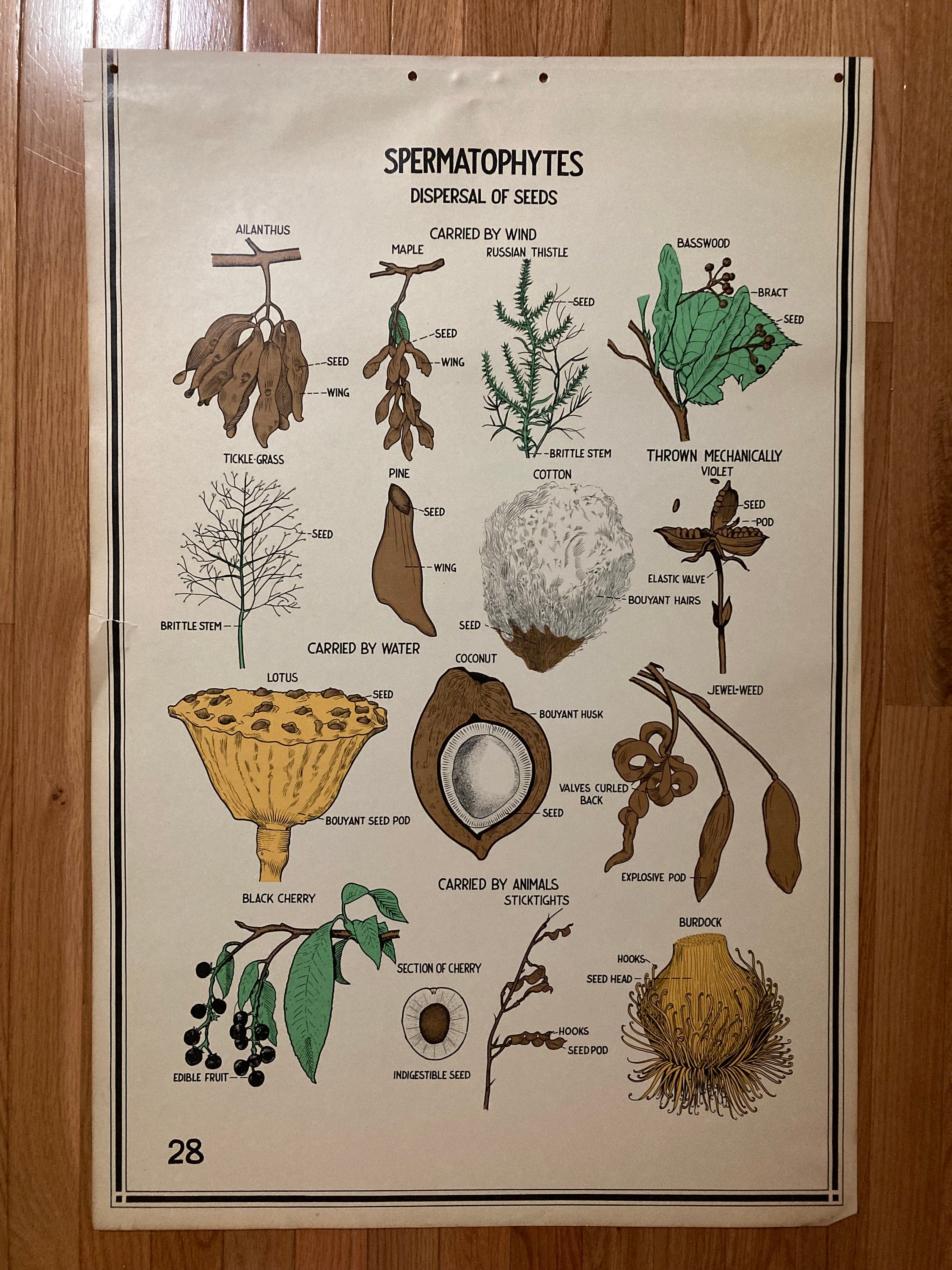 Seed Dispersal - Vintage School Science Chart or Poster - Etsy