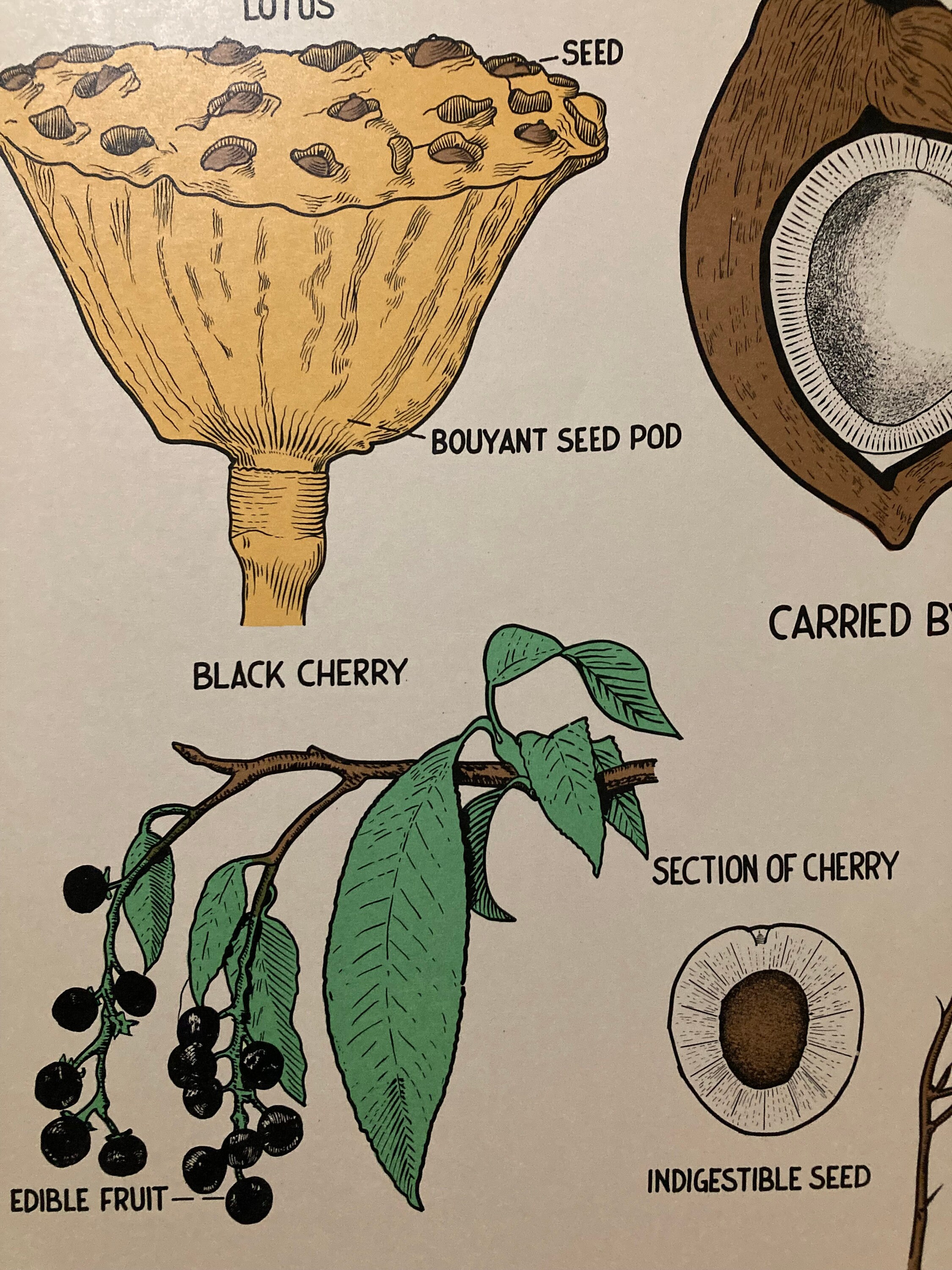 Seed Dispersal - Vintage School Science Chart or Poster - Etsy