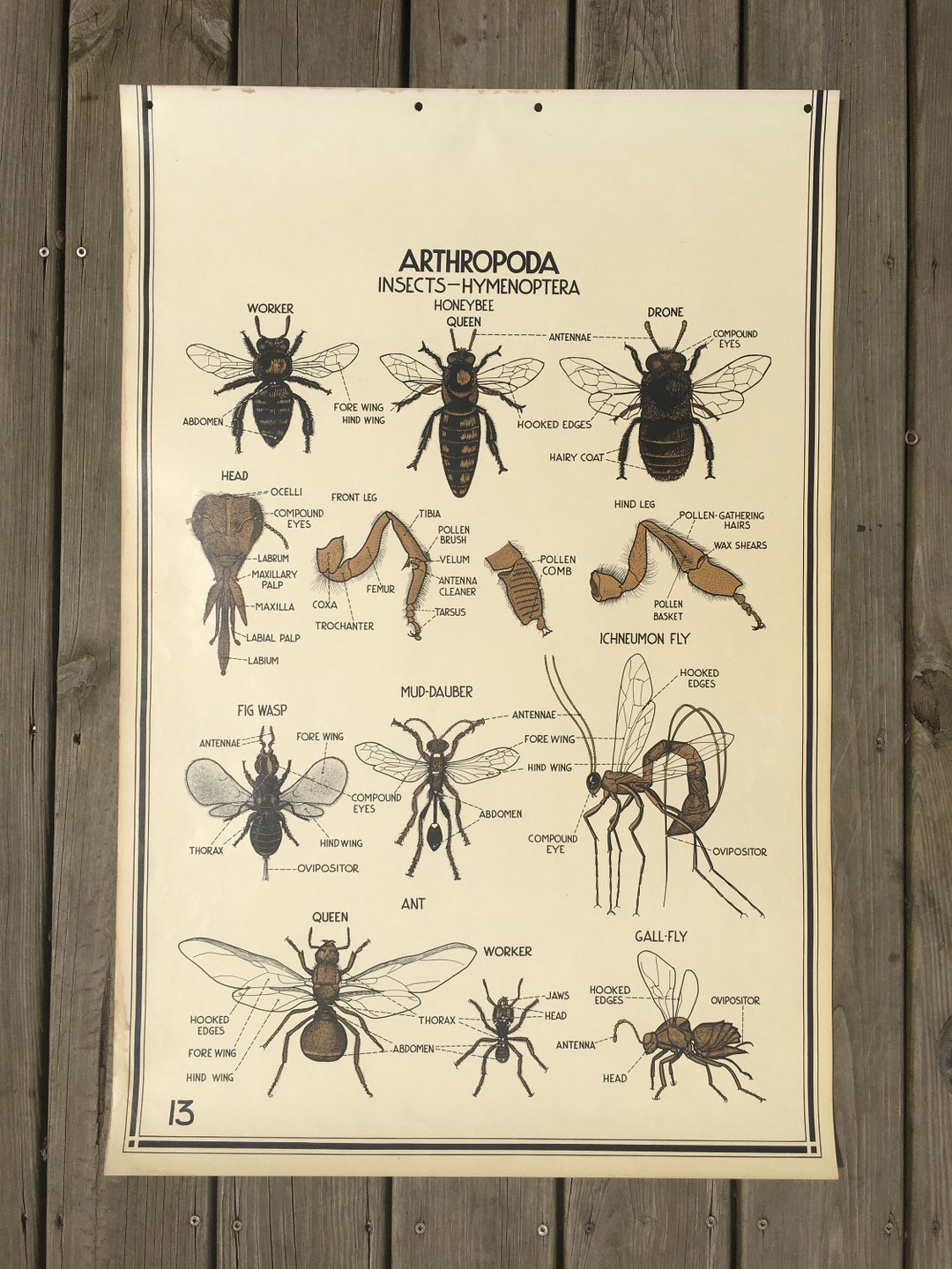 Bees, Flies, Wasps Vintage School Science Chart or Poster - Etsy