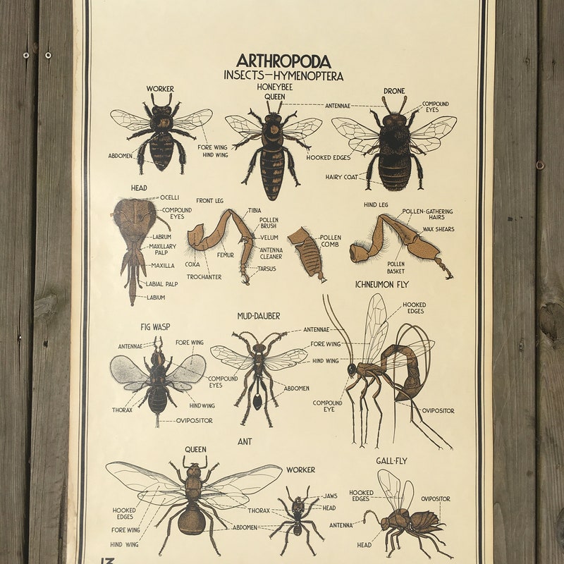 Bee Poster - Etsy